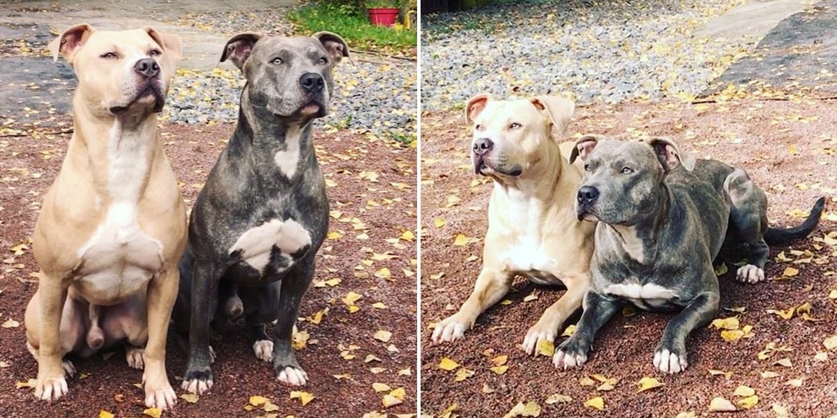 Pit Bulls Move Perfectly in Sync Like Robots Video | POPSUGAR Pets