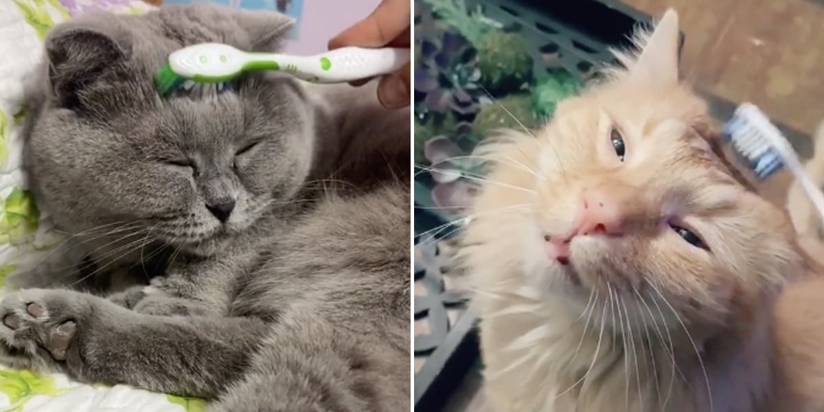 Watch How Cats React When They're Groomed With Toothbrushes | POPSUGAR Pets