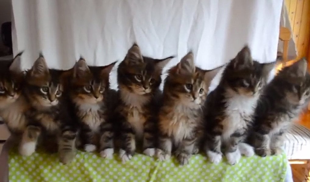 Best Animal Videos of 2014 | POPSUGAR Pets