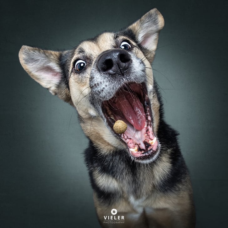 Dogs Catching Treats Photo Series | POPSUGAR UK Parenting Photo 90