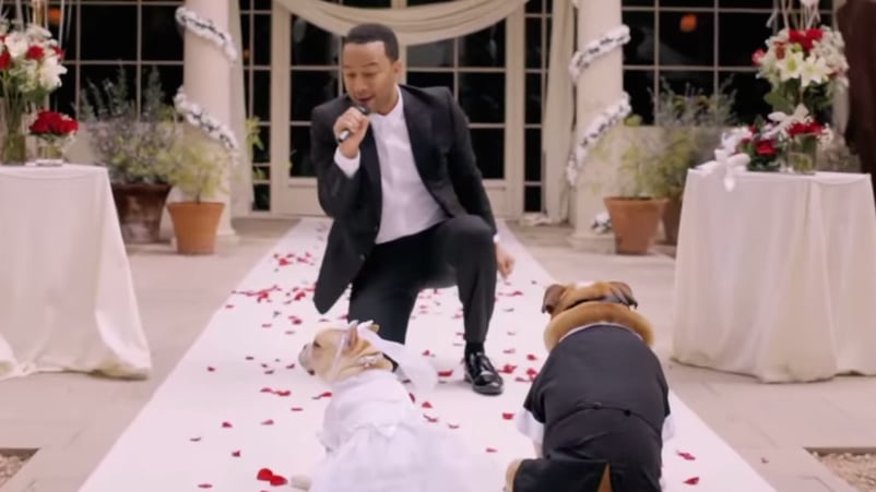 John Legend Singing in Dog Wedding | Video | PS Pets