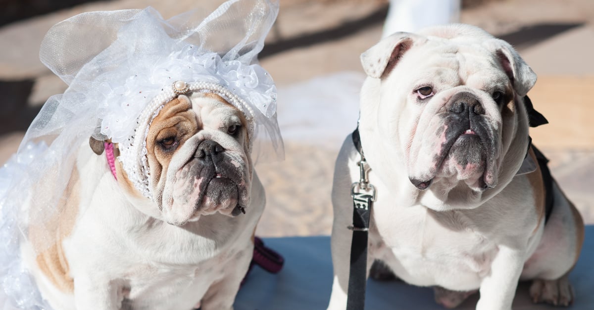 The Dog Wedding Movie Contest | PS Pets
