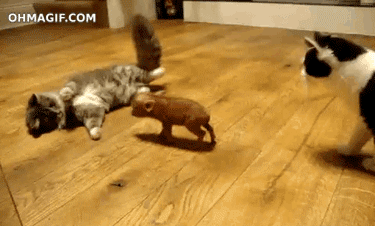 Pig GIFs | PS Pets