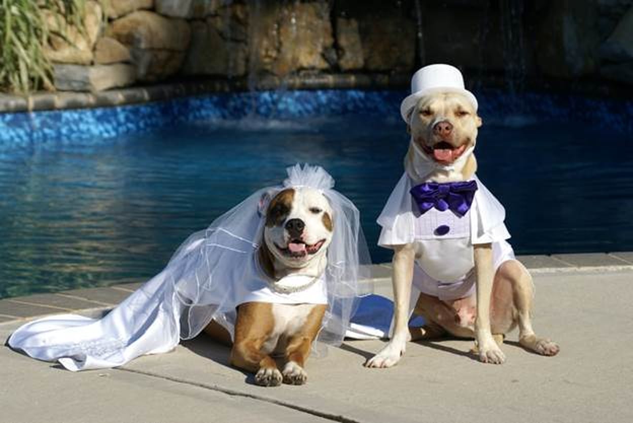 The Dog Wedding Movie Contest | PS Pets