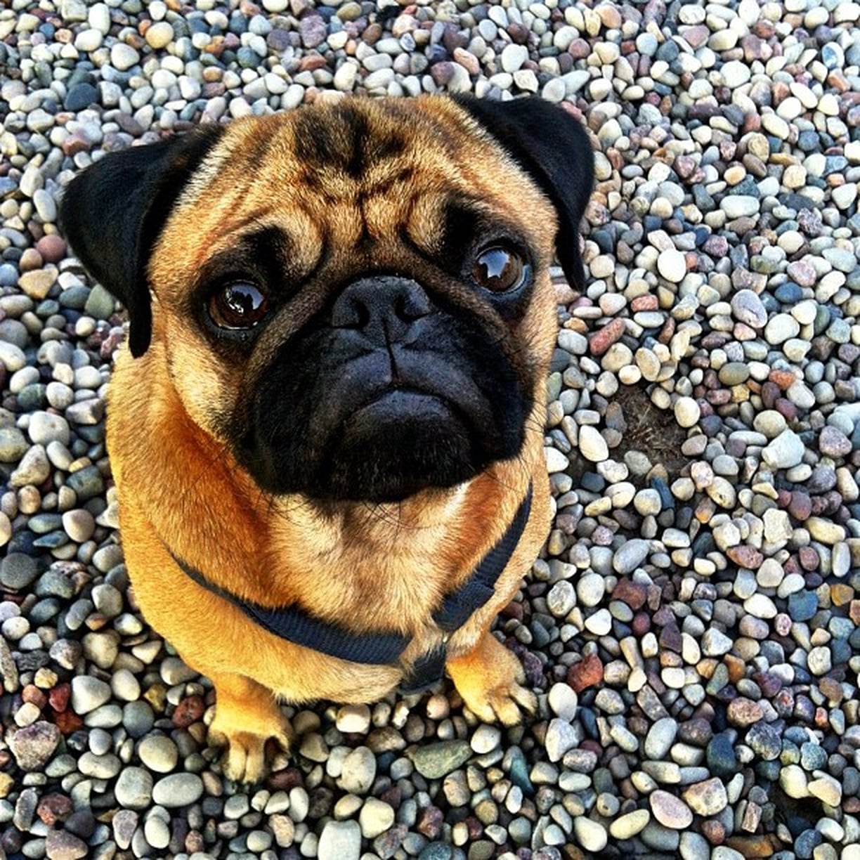 Cute Animals on Instagram | PS Pets