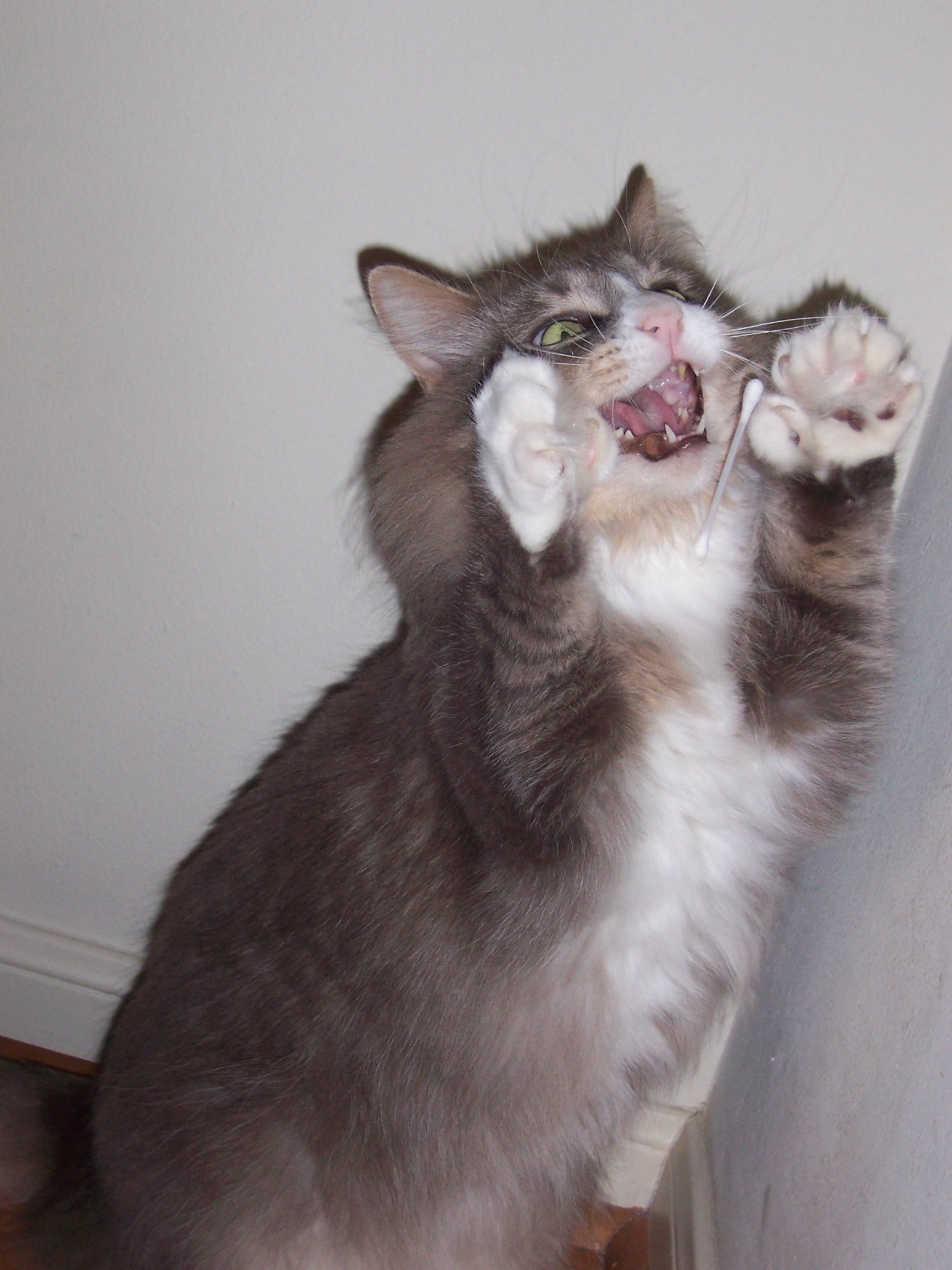 Funny Internet Cats | Pictures | PS Tech
