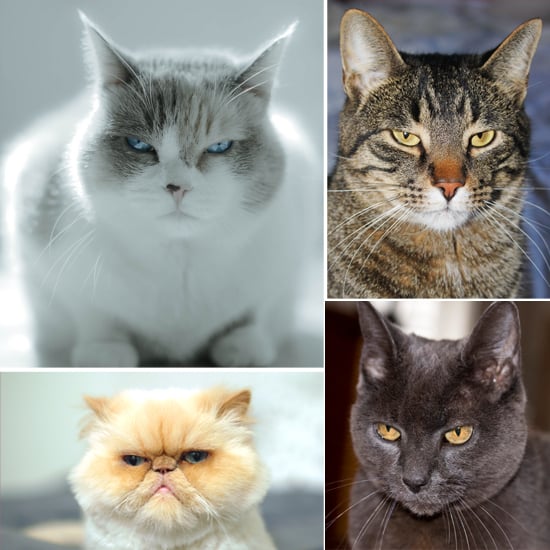 Pictures of Cats Making Judging Faces | POPSUGAR Pets