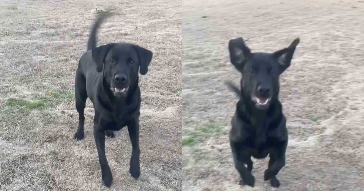 Video of Black Lab Waiting to Play Frisbee | POPSUGAR UK Pets