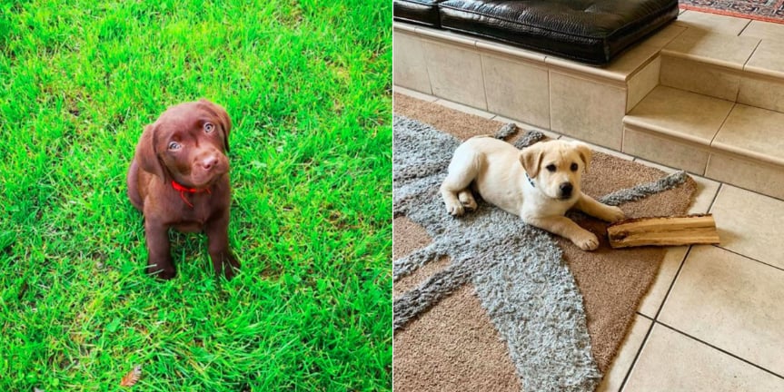 Cute Photos of Labrador Retriever Puppies | PS Family