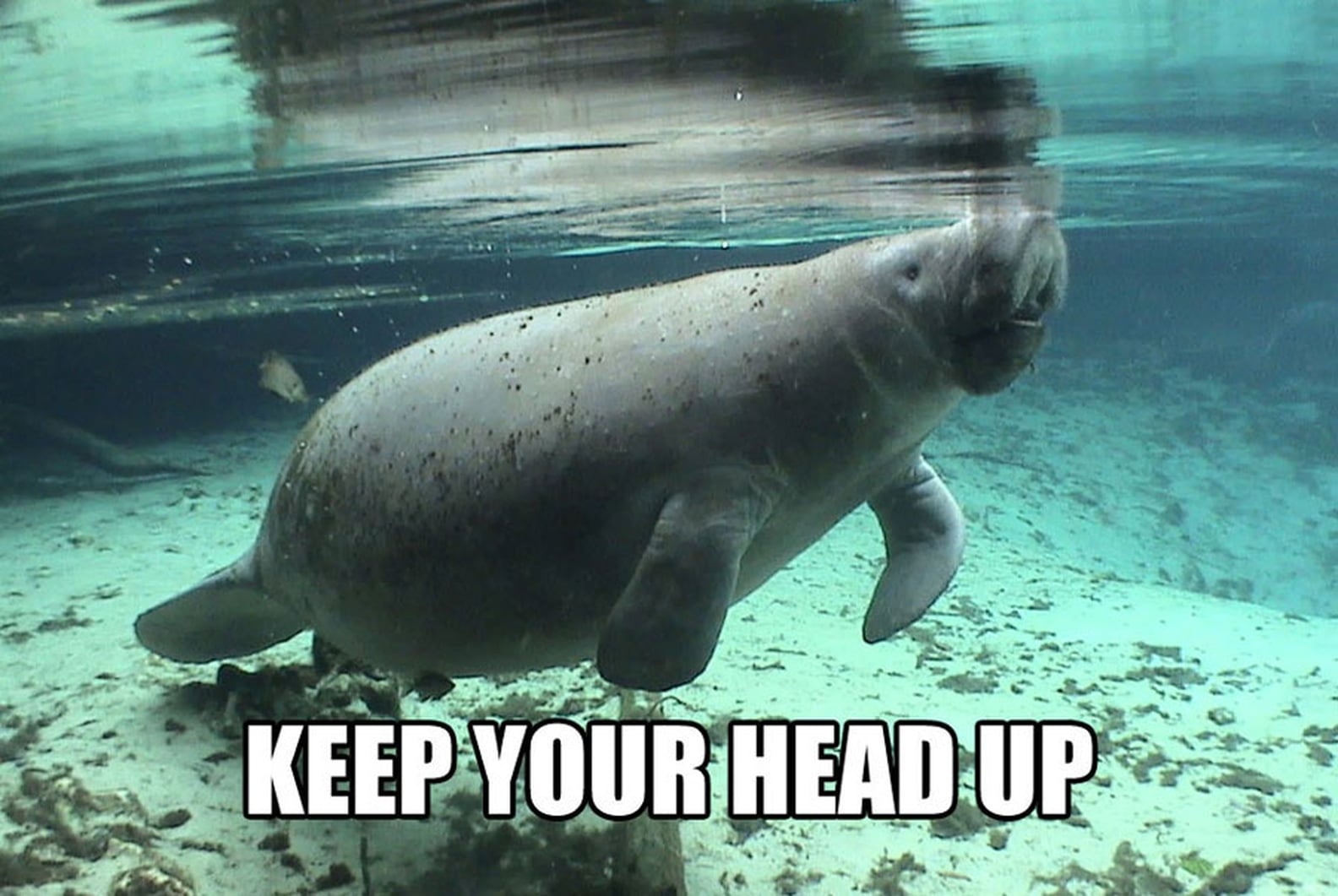 Calming Manatee Memes | POPSUGAR Tech