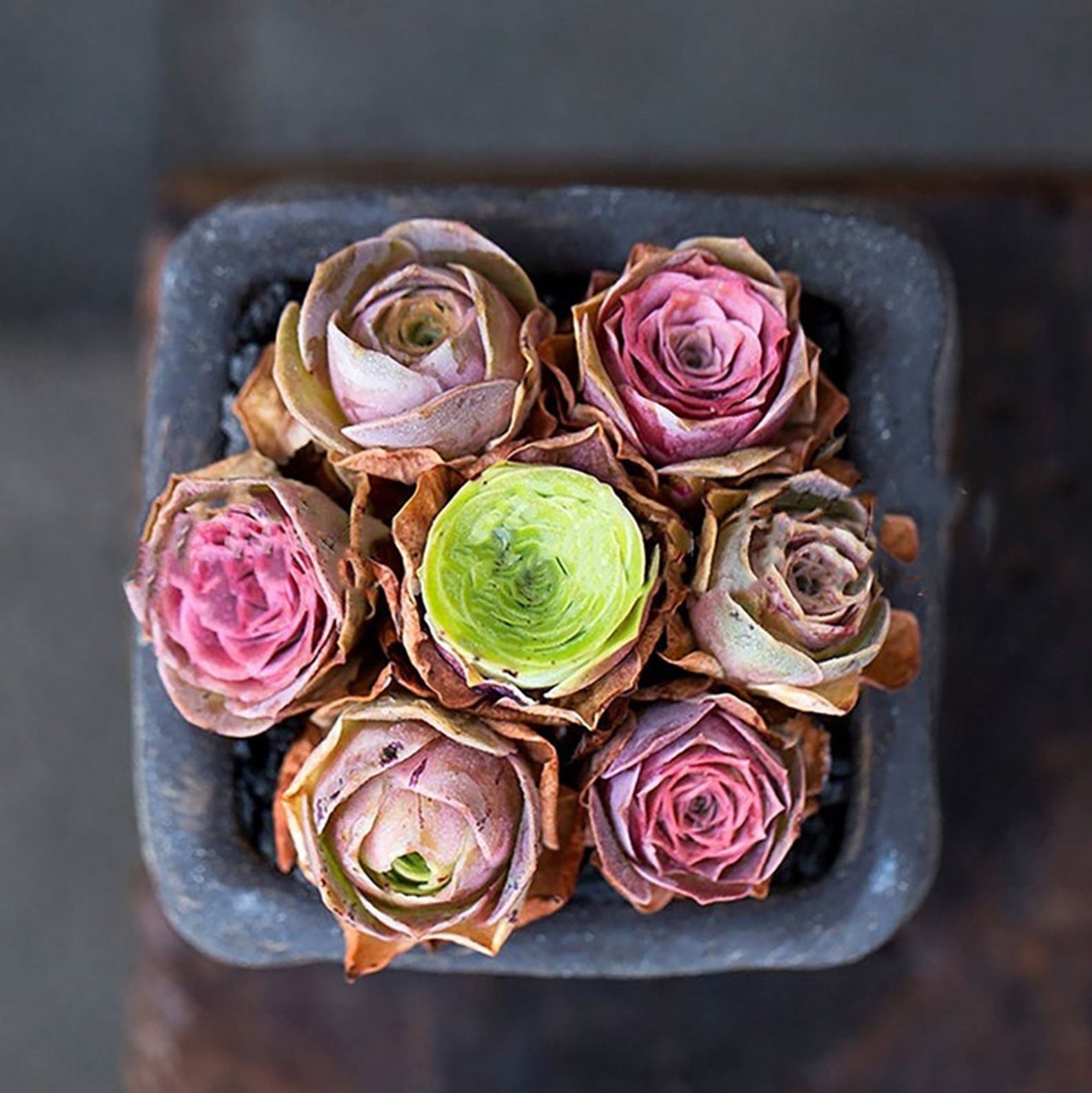Pink Rose Succulents | PS Home