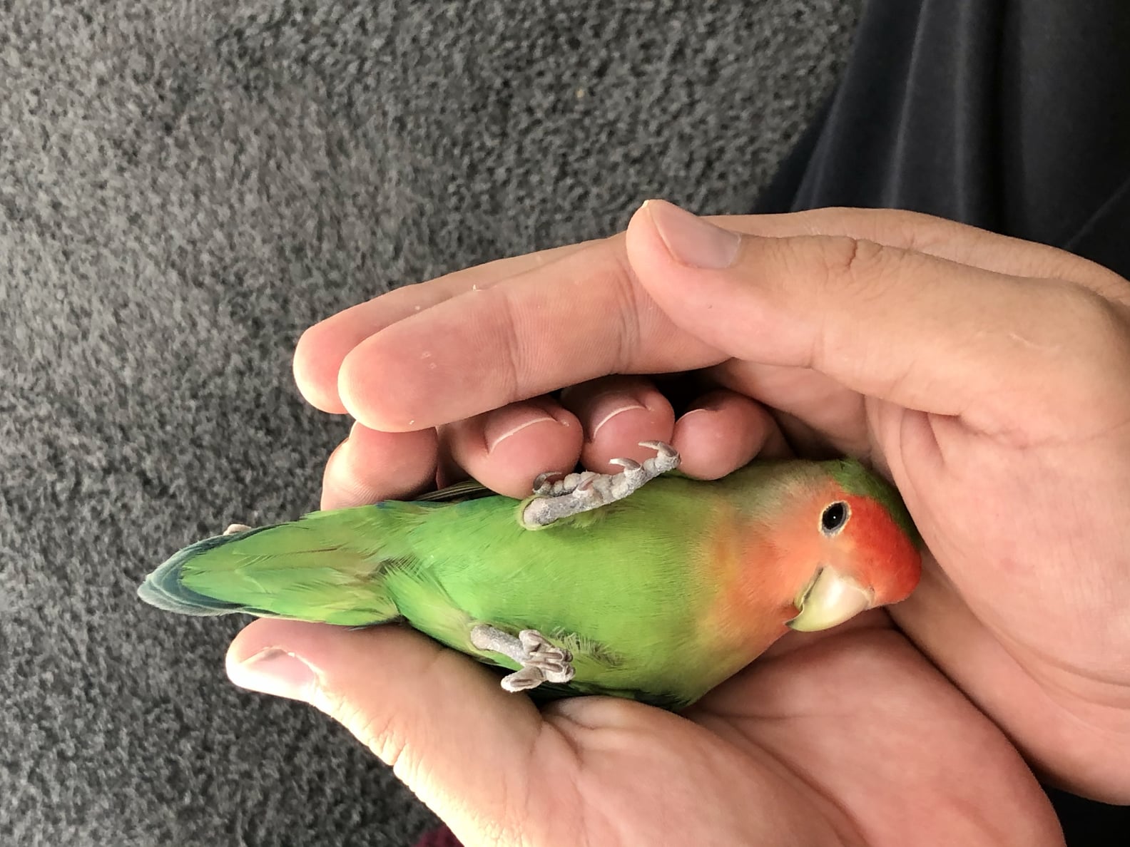 9 Best Small Pets For Cuddling | PS Pets