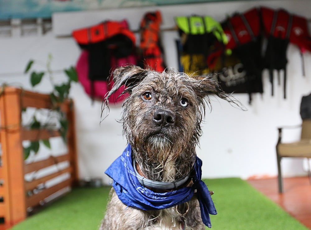 Pictures of Dogs Swimming | Finding Fido | POPSUGAR Pets