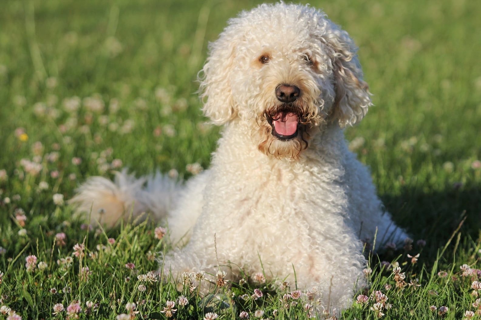 Cute Pictures of Labradoodles | PS Pets