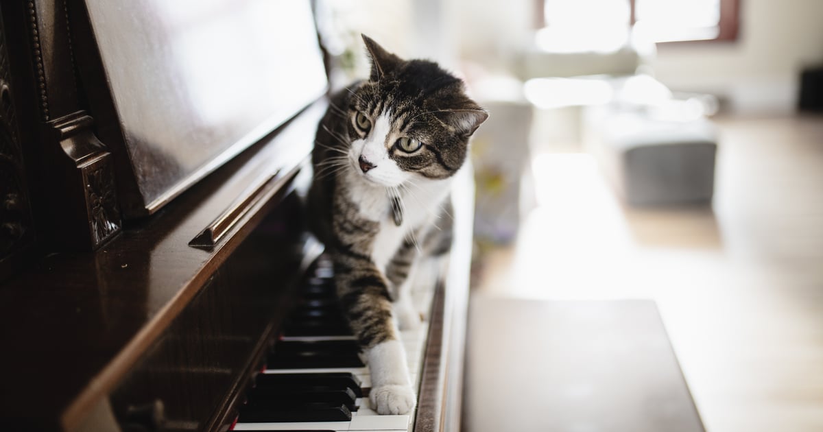 Why Does My Cat Become Active at Night? | POPSUGAR Pets