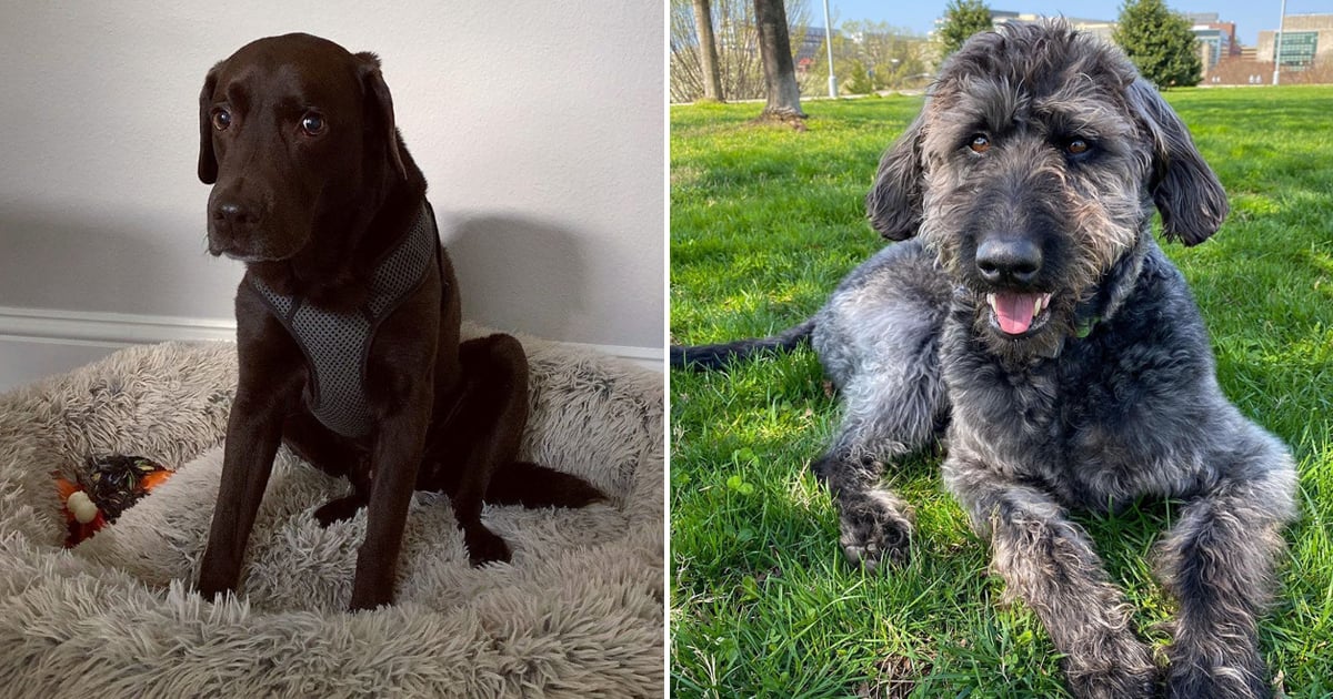 Meet the Dogs of the United States House and Senate | PS Pets