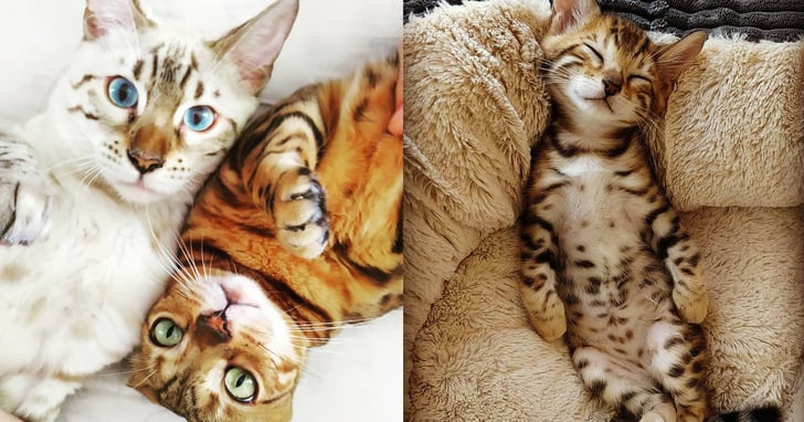 Pictures of Bengal Cats | POPSUGAR Pets