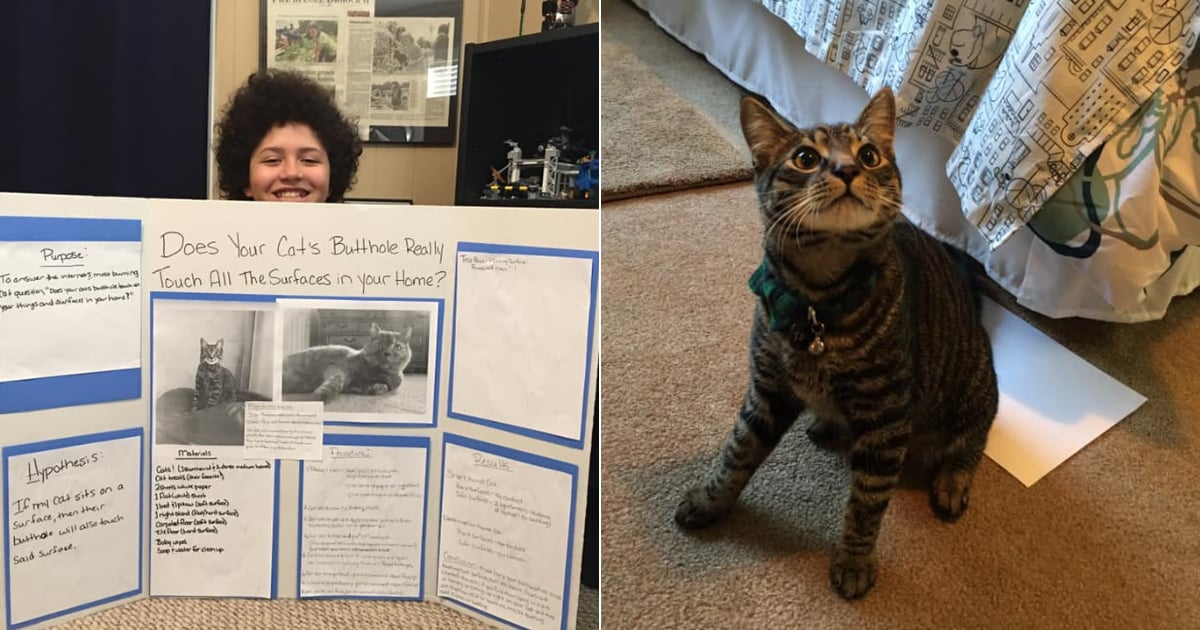 Do Cat Buttholes Touch All Surfaces in Your Home Experiment | POPSUGAR Pets