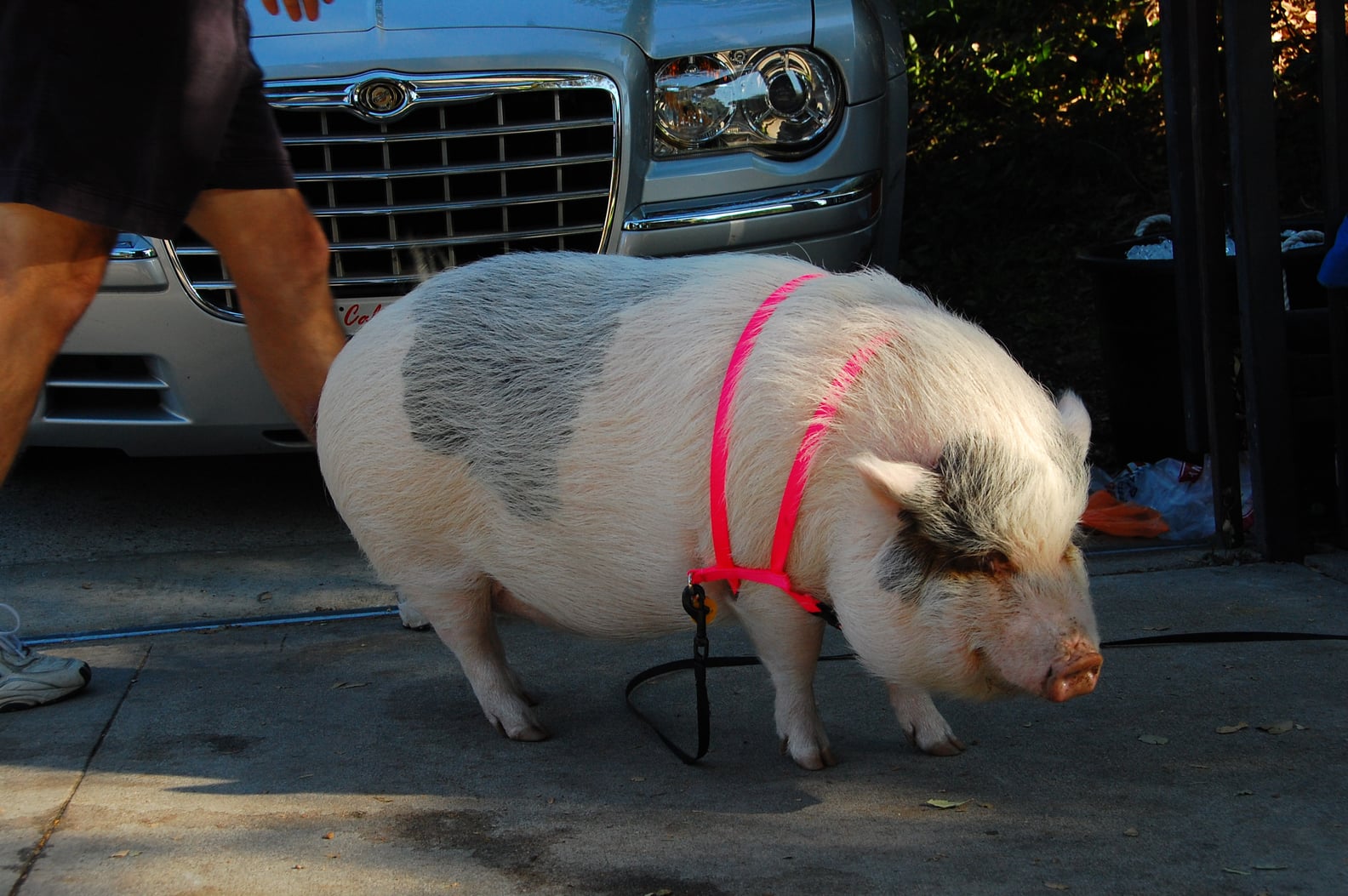 Pigs on Leashes | PS Pets