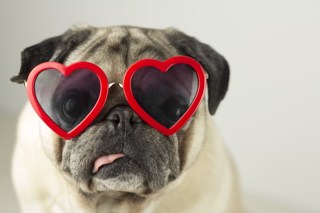 Cute Pictures of Pugs | POPSUGAR UK Pets