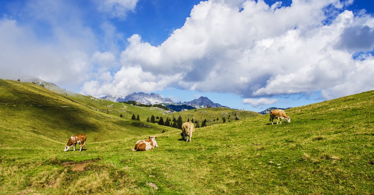 Food Buzzwords Explained | PS Food