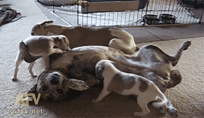 Animals Causing Trouble GIFs | PS Tech
