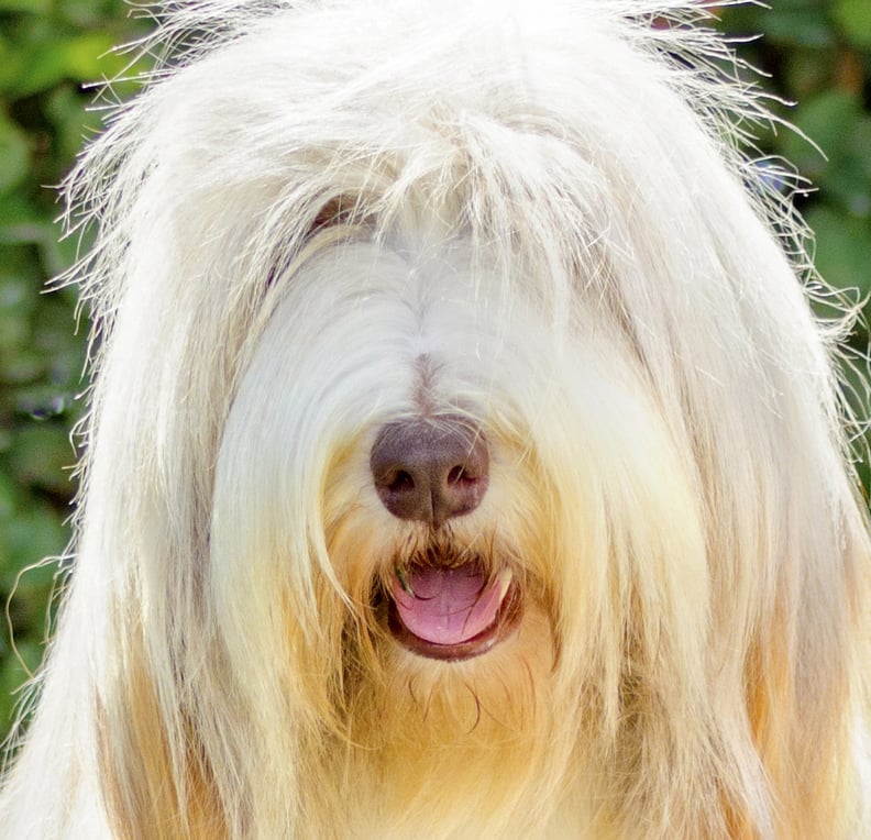 Celebrity Animal Doppelgangers | PS Pets