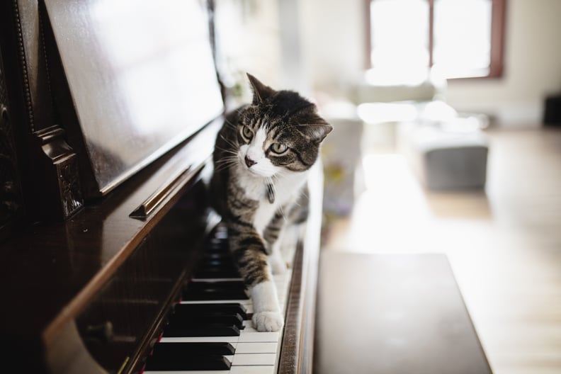 Why Does My Cat Become Active at Night? | POPSUGAR Pets