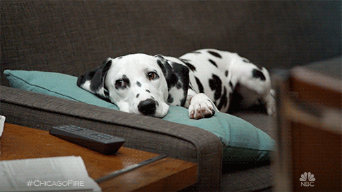 Relatable Dog GIFs | PS Pets