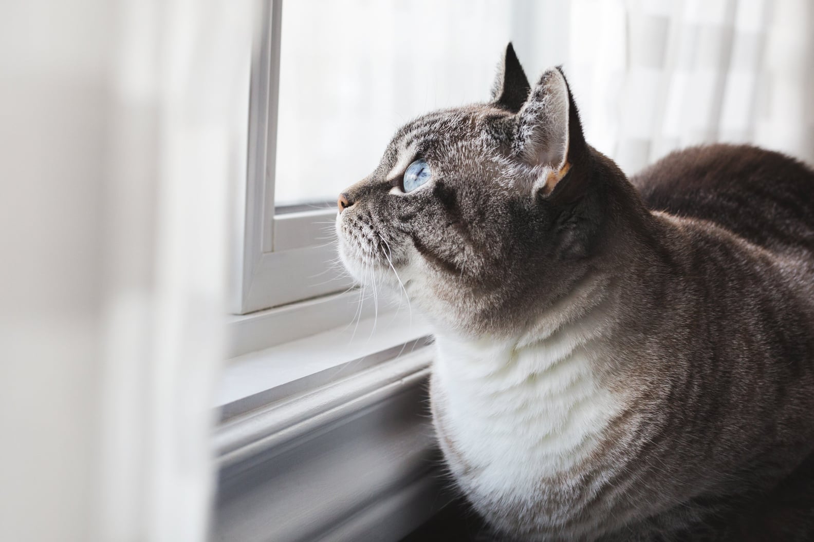 How Long Can Cats Be Left Alone? | PS Pets