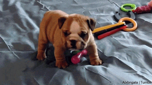 Puppy GIFs | POPSUGAR Pets