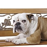 Pictures of Common Ear Shapes For Dogs | POPSUGAR Pets