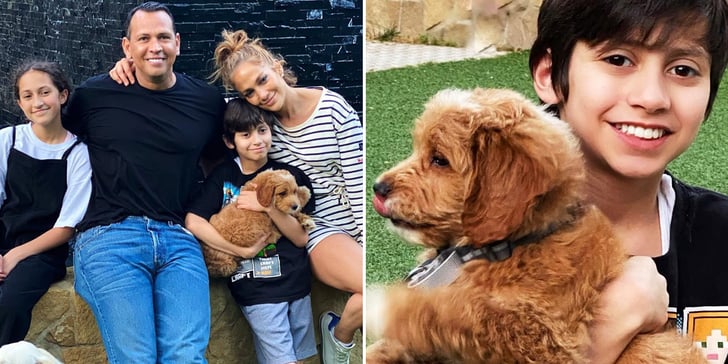 Jennifer Lopez and Alex Rodriguez Got Max a Goldendoodle Dog | POPSUGAR ...