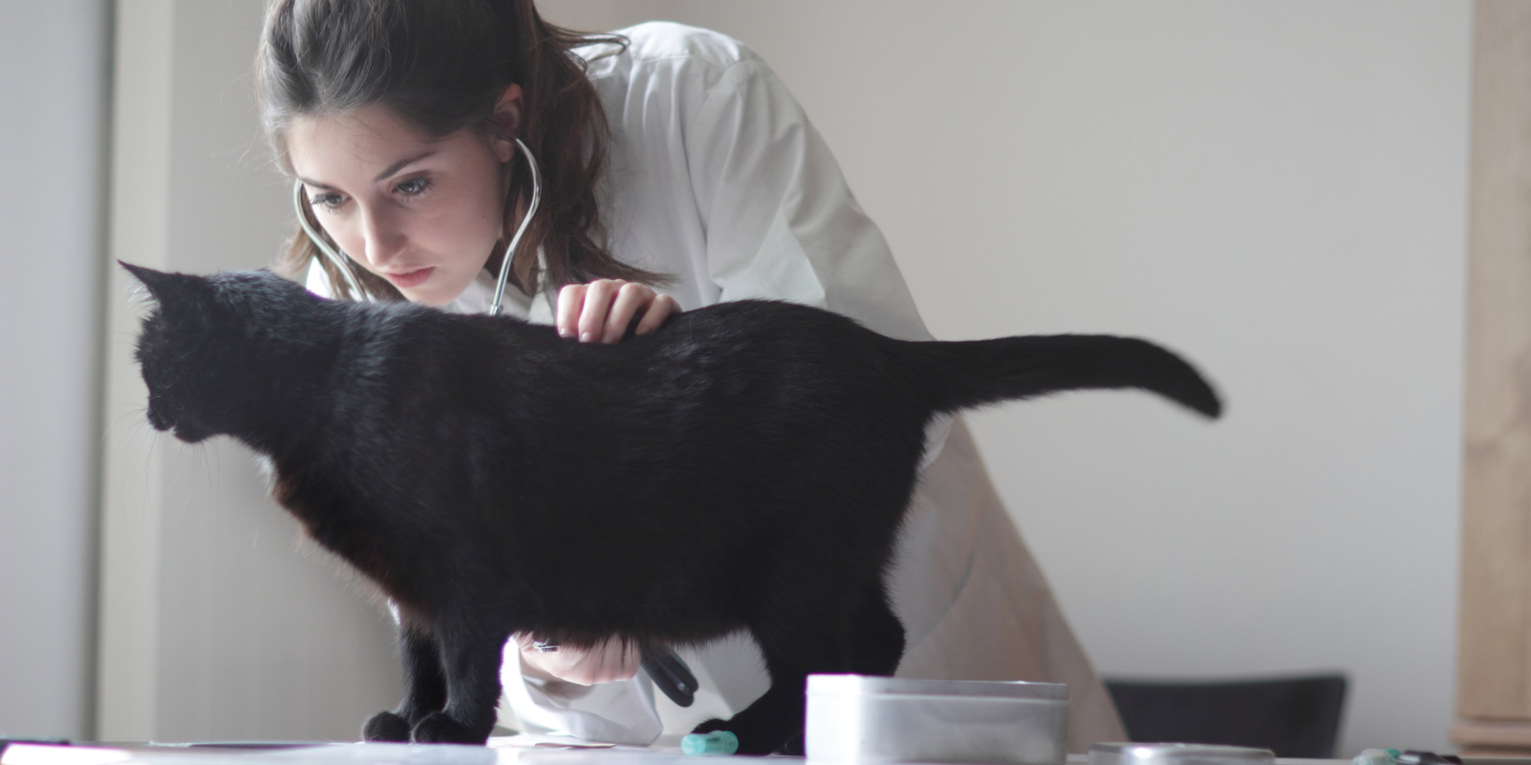 How to Tell If Your Cat Has Coronavirus | PS Pets