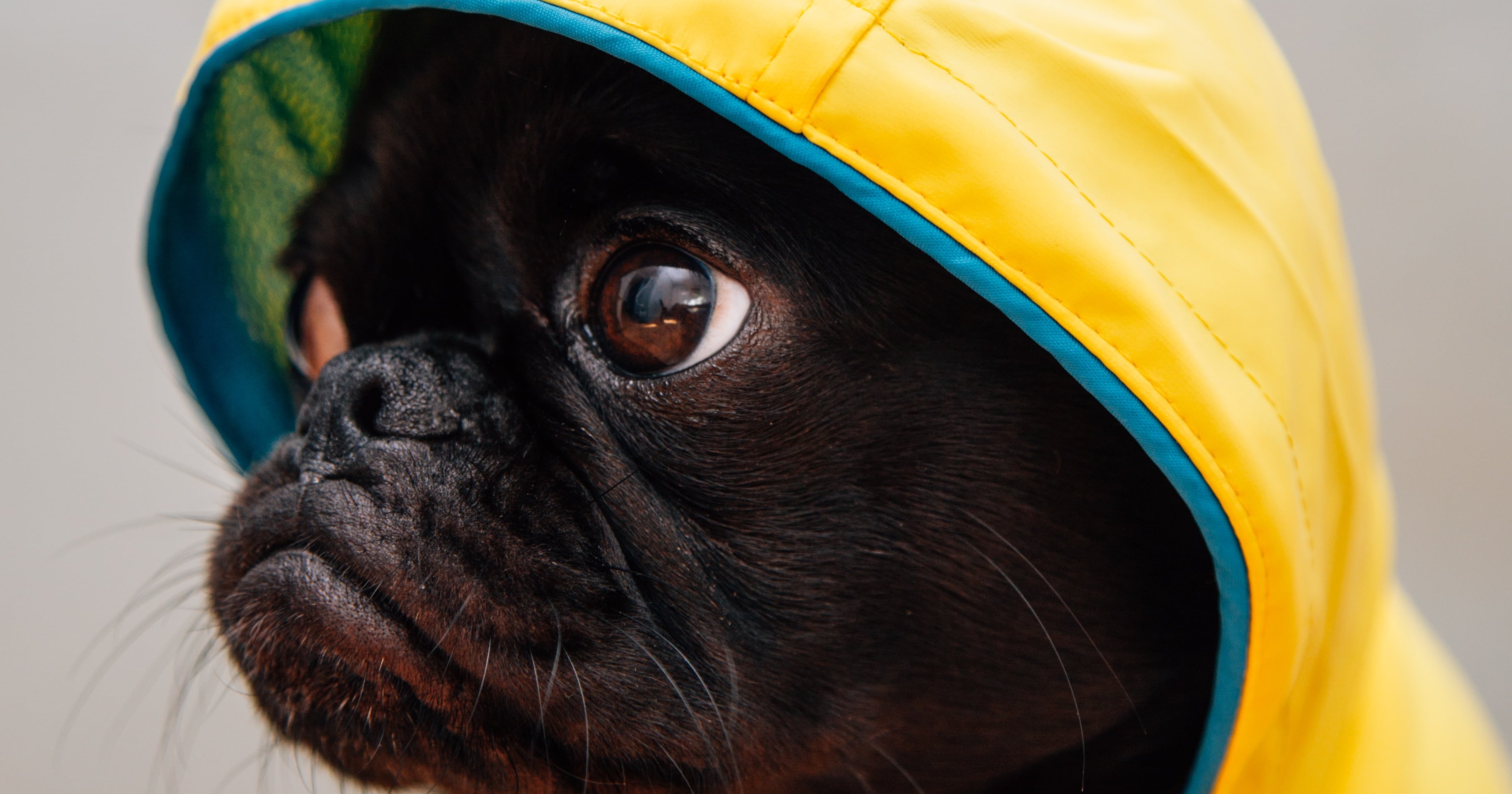 Hurricane Safety Tips For Pet Owners | PS Pets