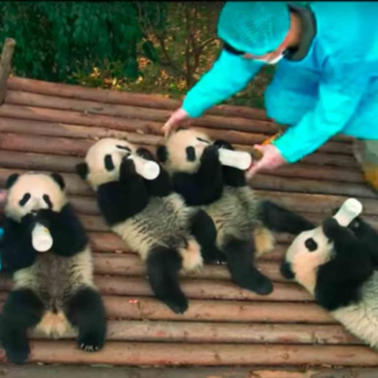 Pandas | POPSUGAR Pets