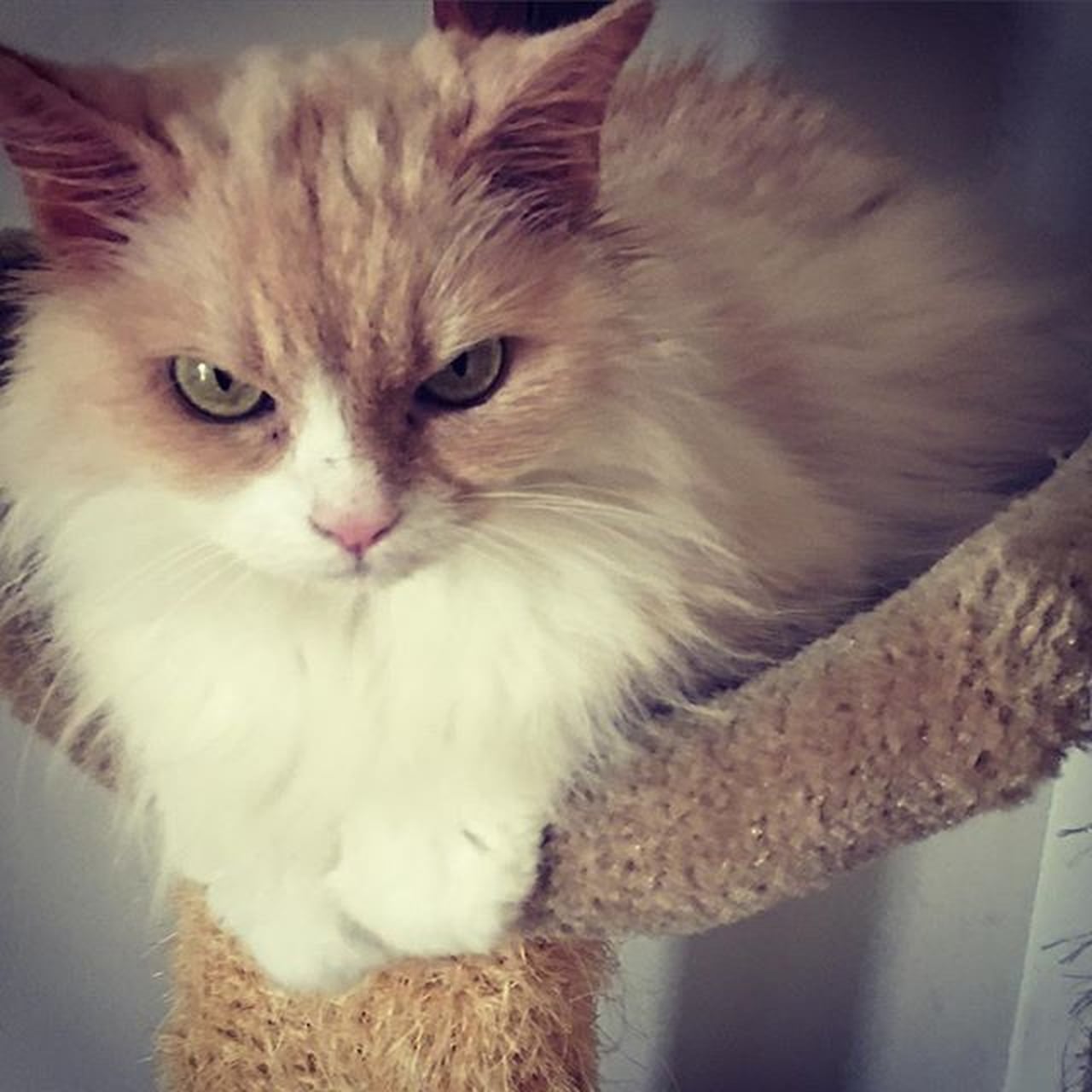 Angry Pearl the Cat Instagram | PS Pets