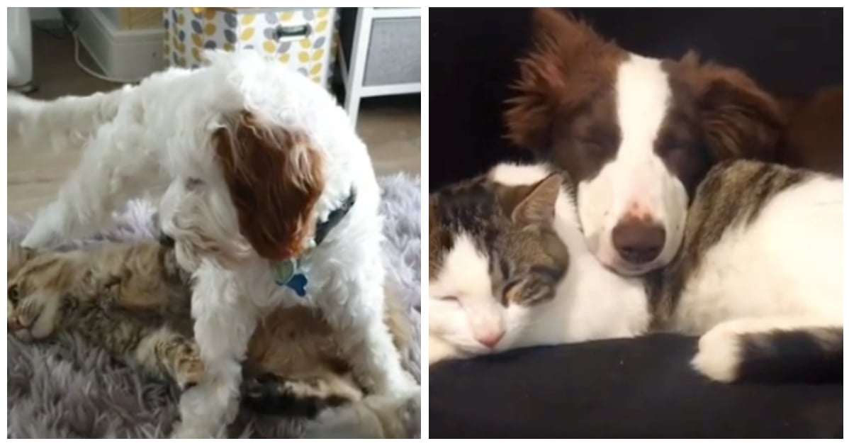 These Videos of Cats and Dogs Prove They Can Be Best Friends | POPSUGAR ...