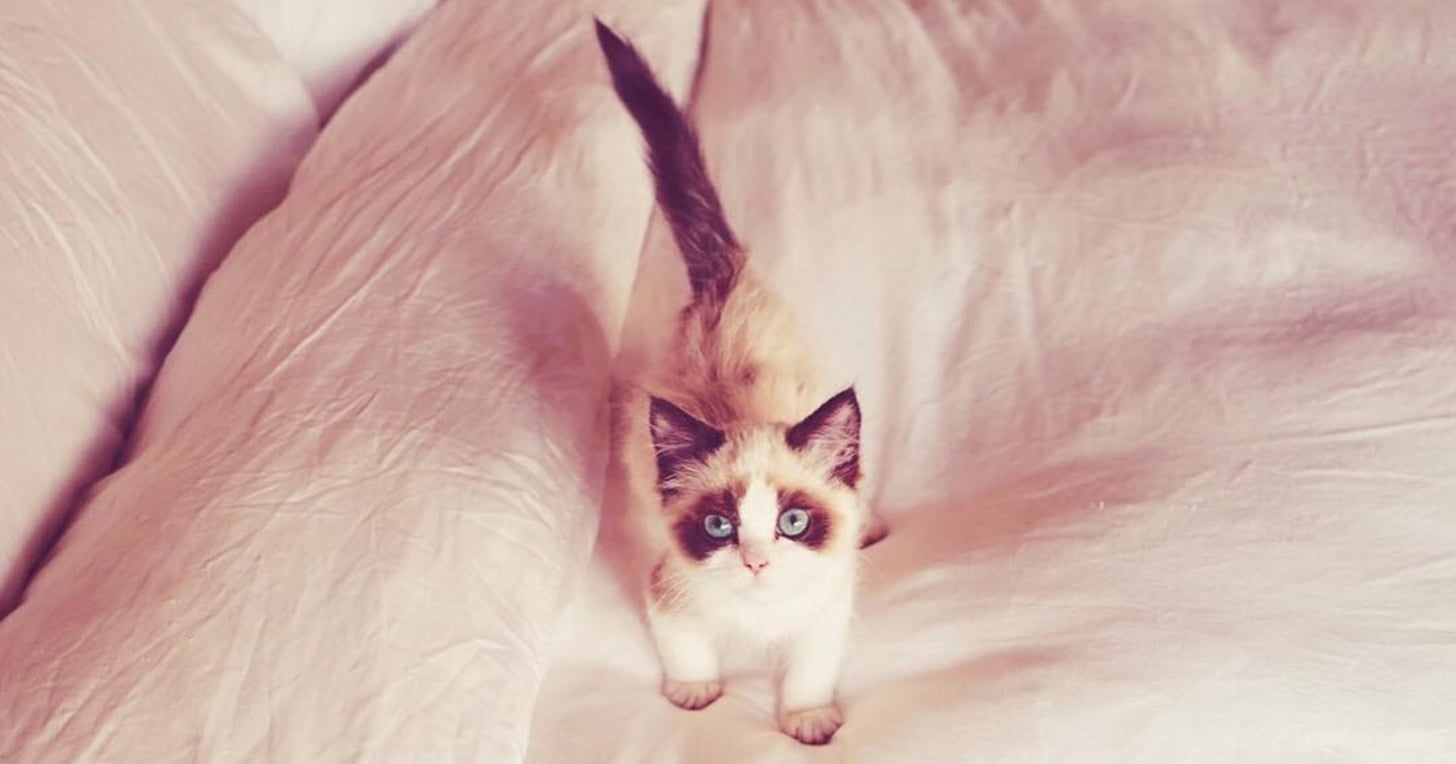 Taylor Swift Trademarked Her Cat Benjamin Button | PS UK Celebrity