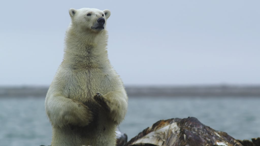 34 New Netflix Documentaries to Watch in May 2022 | POPSUGAR ...