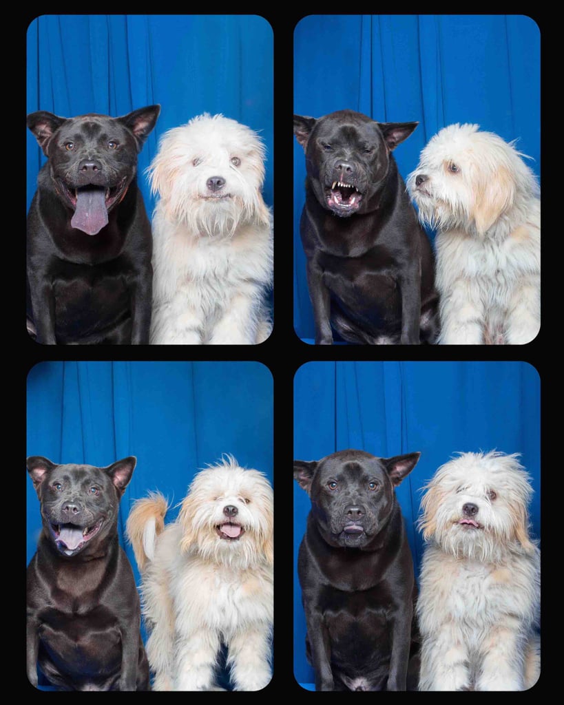Dogs in Photo Booths | POPSUGAR Tech