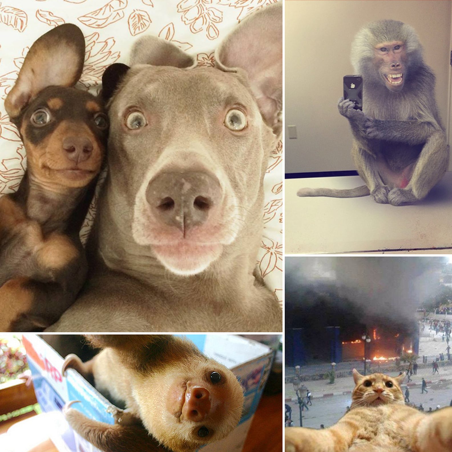 Animal Selfies | PS Tech