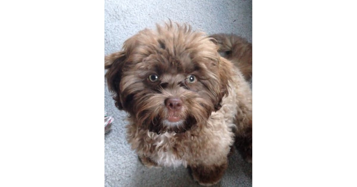 The Dog That Looks Like a Person | POPSUGAR News Photo 12