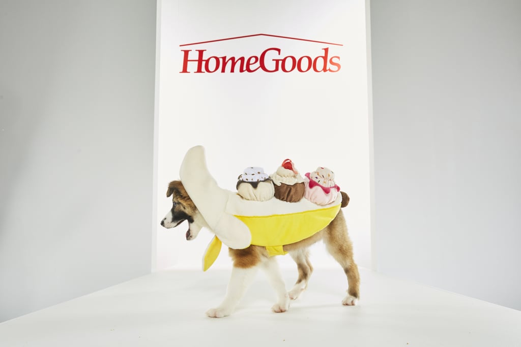 Pet Halloween Costumes From HomeGoods | POPSUGAR Home