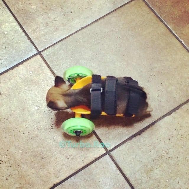 Dog in 3D-Printed Wheelchair | POPSUGAR Tech