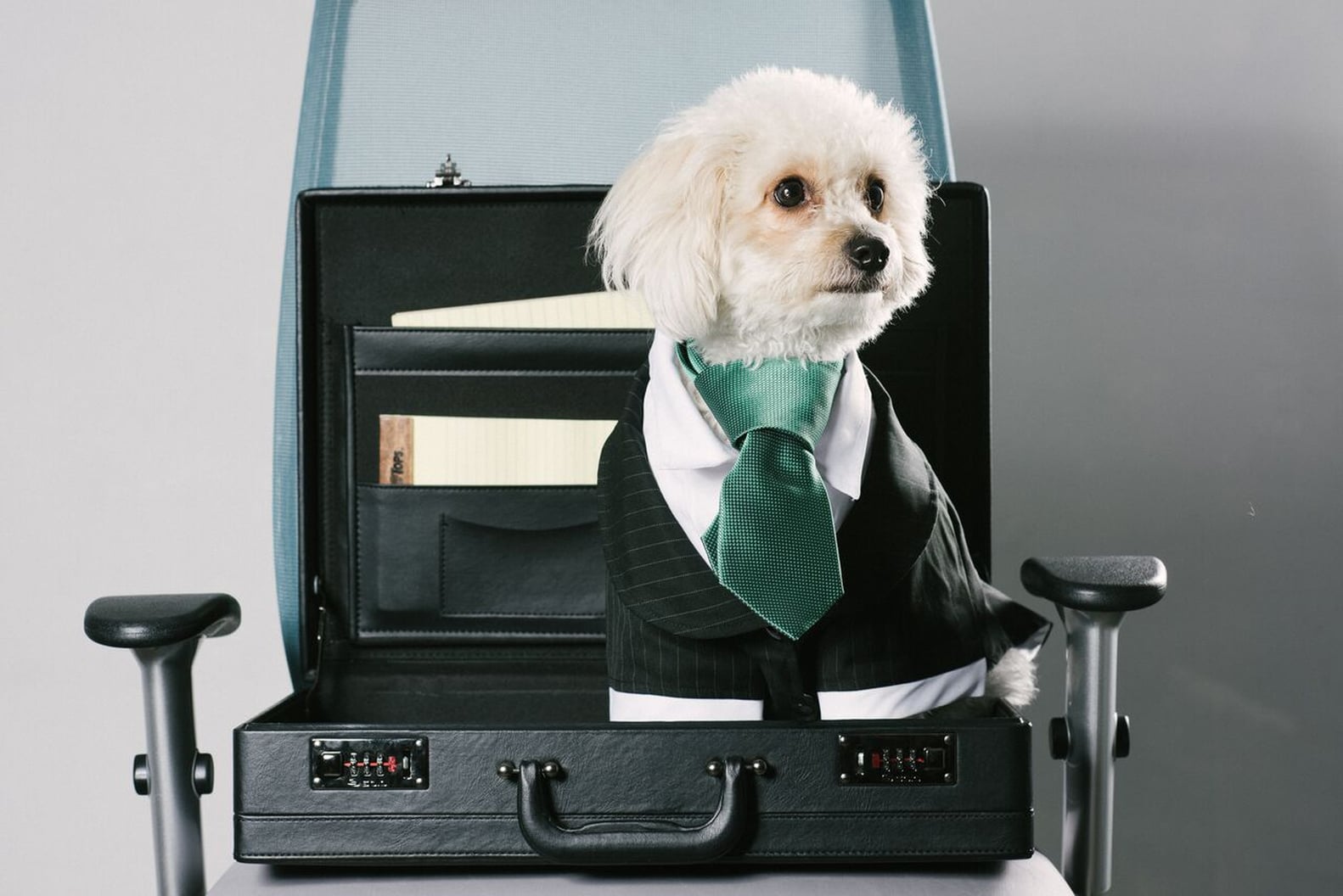 Dogs Dressed Up For Father's Day | PS Pets