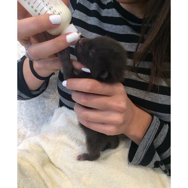 Rescued Baby Fox Pictures | POPSUGAR Pets