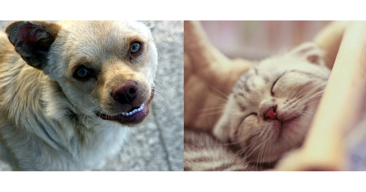 Adorable Smiling Pets | POPSUGAR Pets