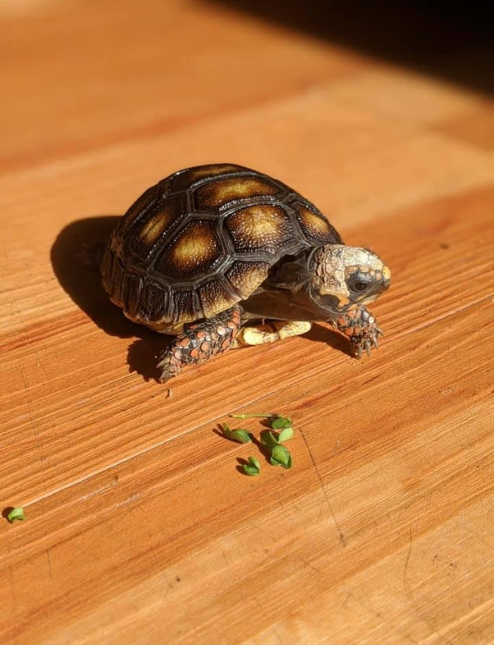 How Can I Tell If My Tortoise Is Sick? | PS Pets