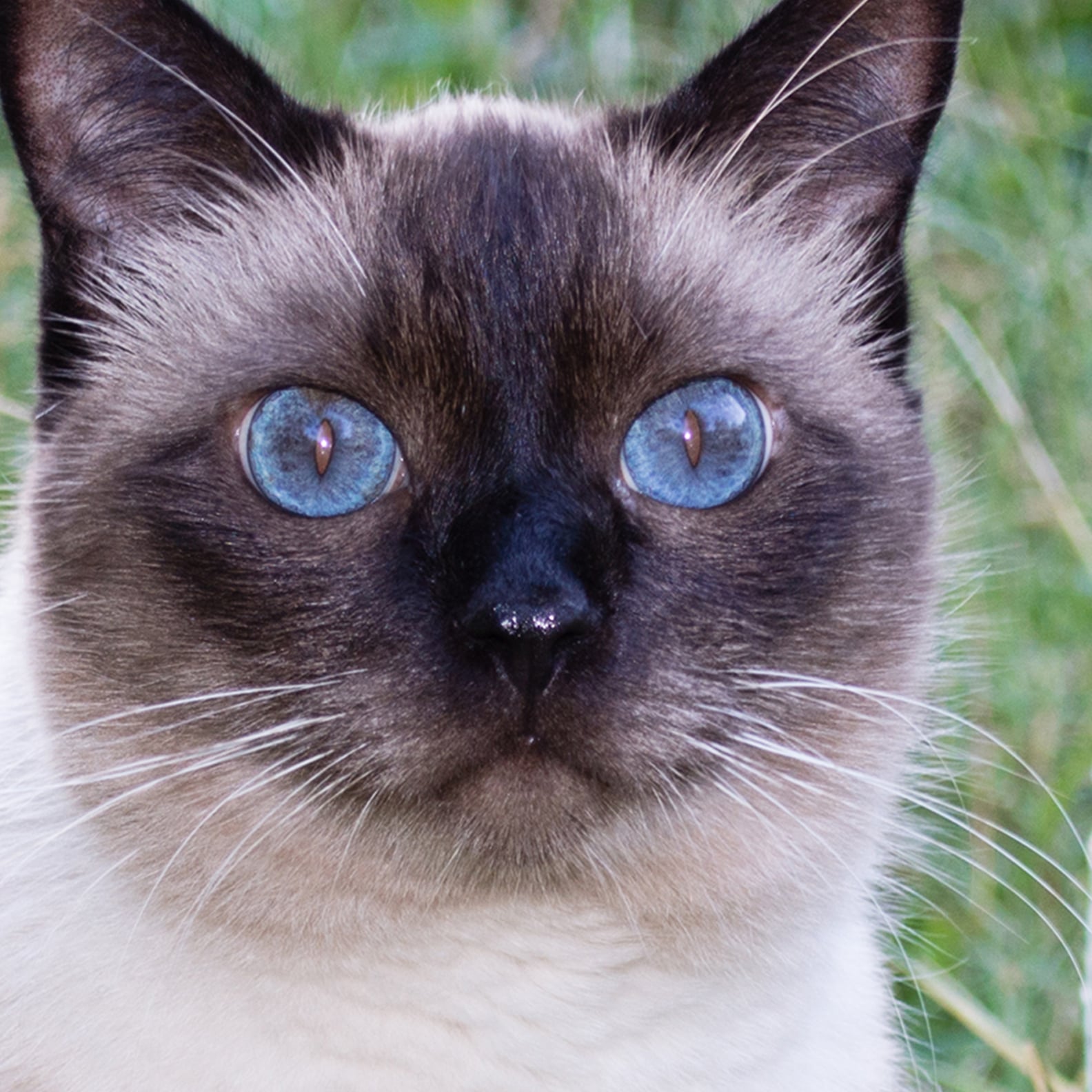 Celebrity Animal Doppelgangers | PS Pets